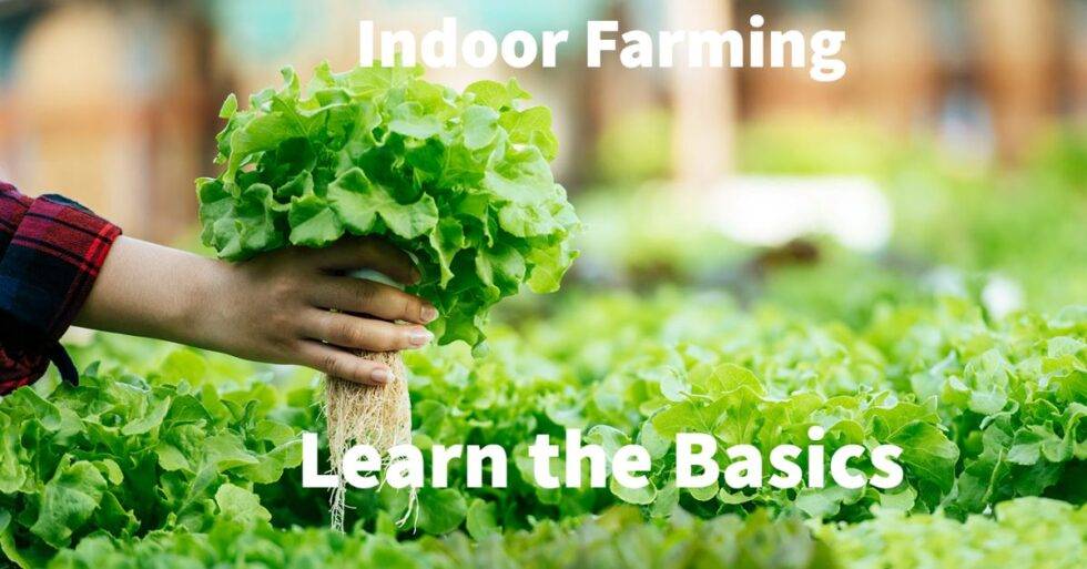 What Is Indoor Farming? – Center of Excellence Indoor Agriculture