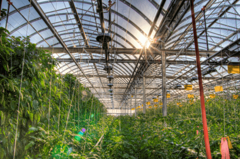 What Is Indoor Farming? – Center of Excellence Indoor Agriculture