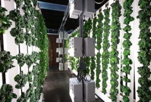 What Is Indoor Farming? – Center of Excellence Indoor Agriculture